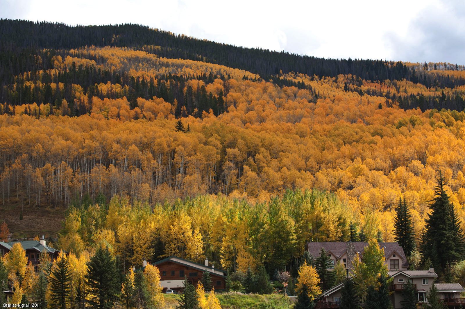 Vail Colorado Fall Colors - Aspen Trees