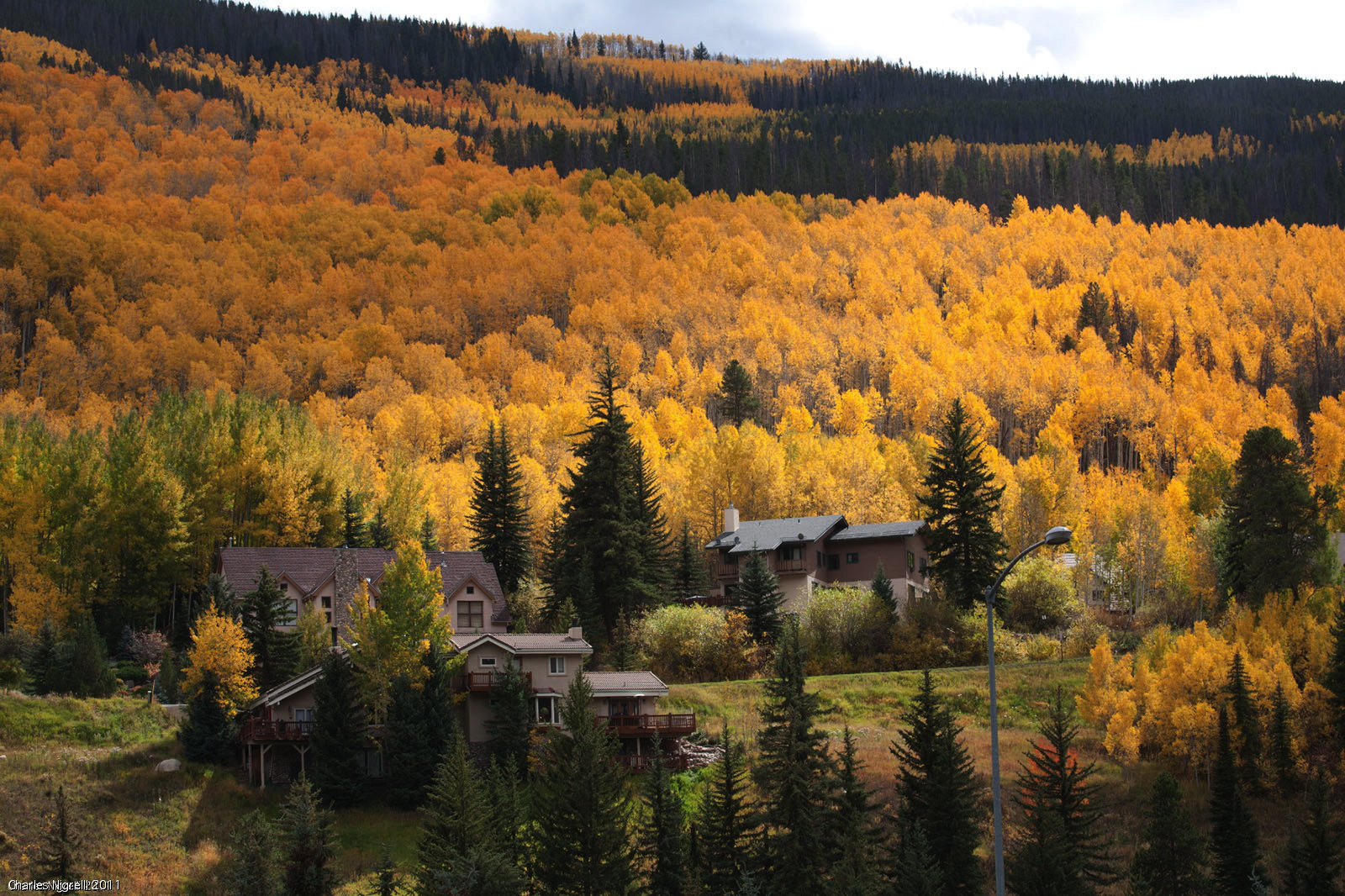 Vail Colorado Fall Colors - Aspen Trees